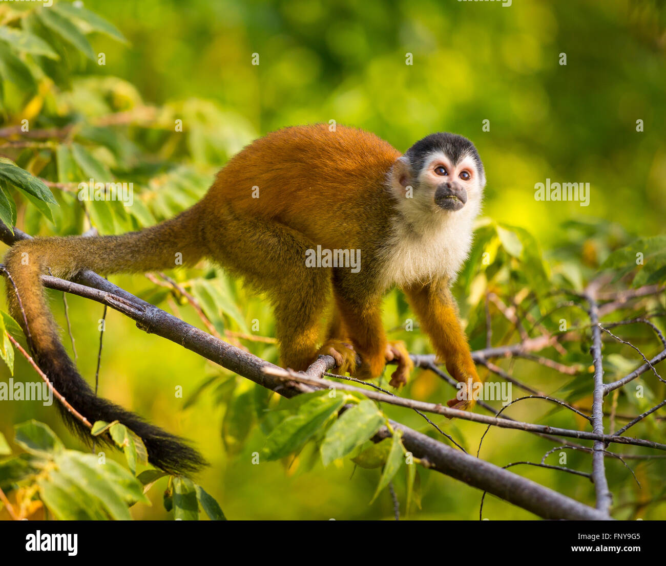 OSA PENINSULA, COSTA RICA - Central American squirrel monkey in rain ...