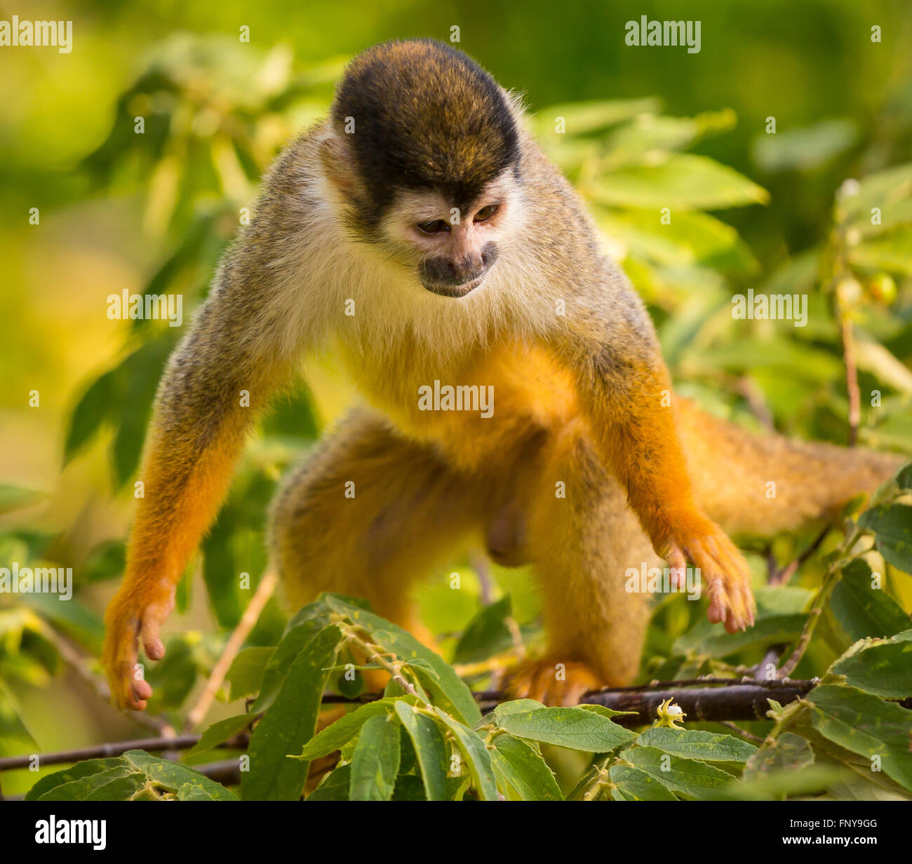 Saimiri oerstedii oerstedii High Resolution Stock Photography and ...