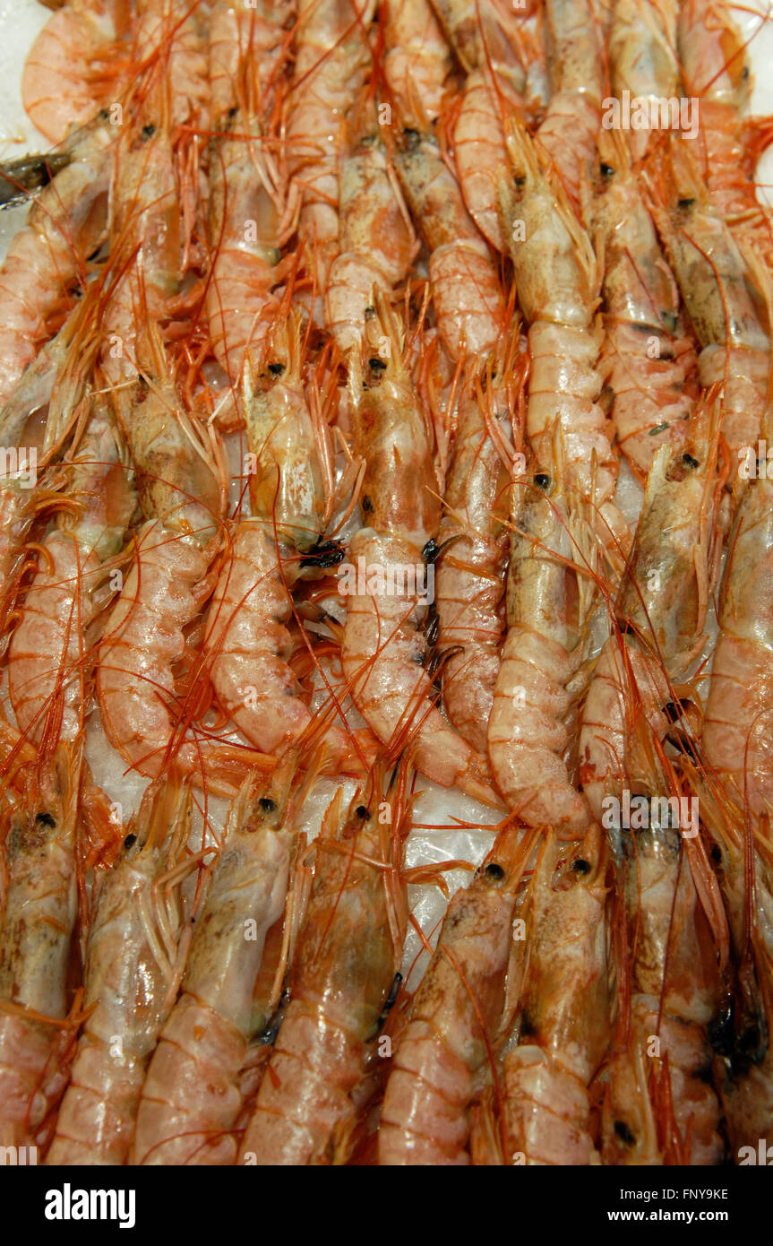 Ice prawns hi-res stock photography and images - Alamy