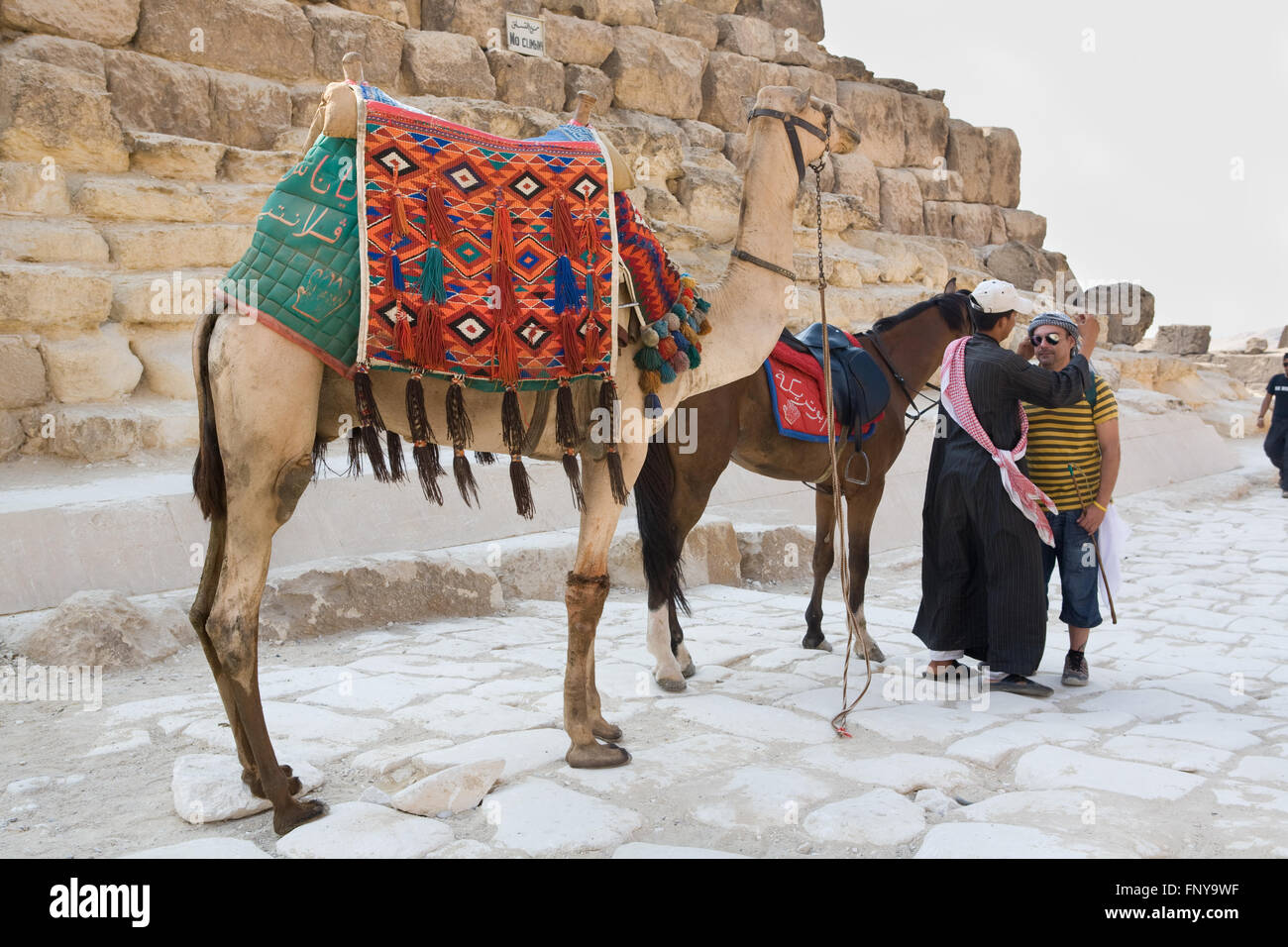 CAIRO, EGYPT - JULY 20: Tourist on camel in the famous giza pyramids ...