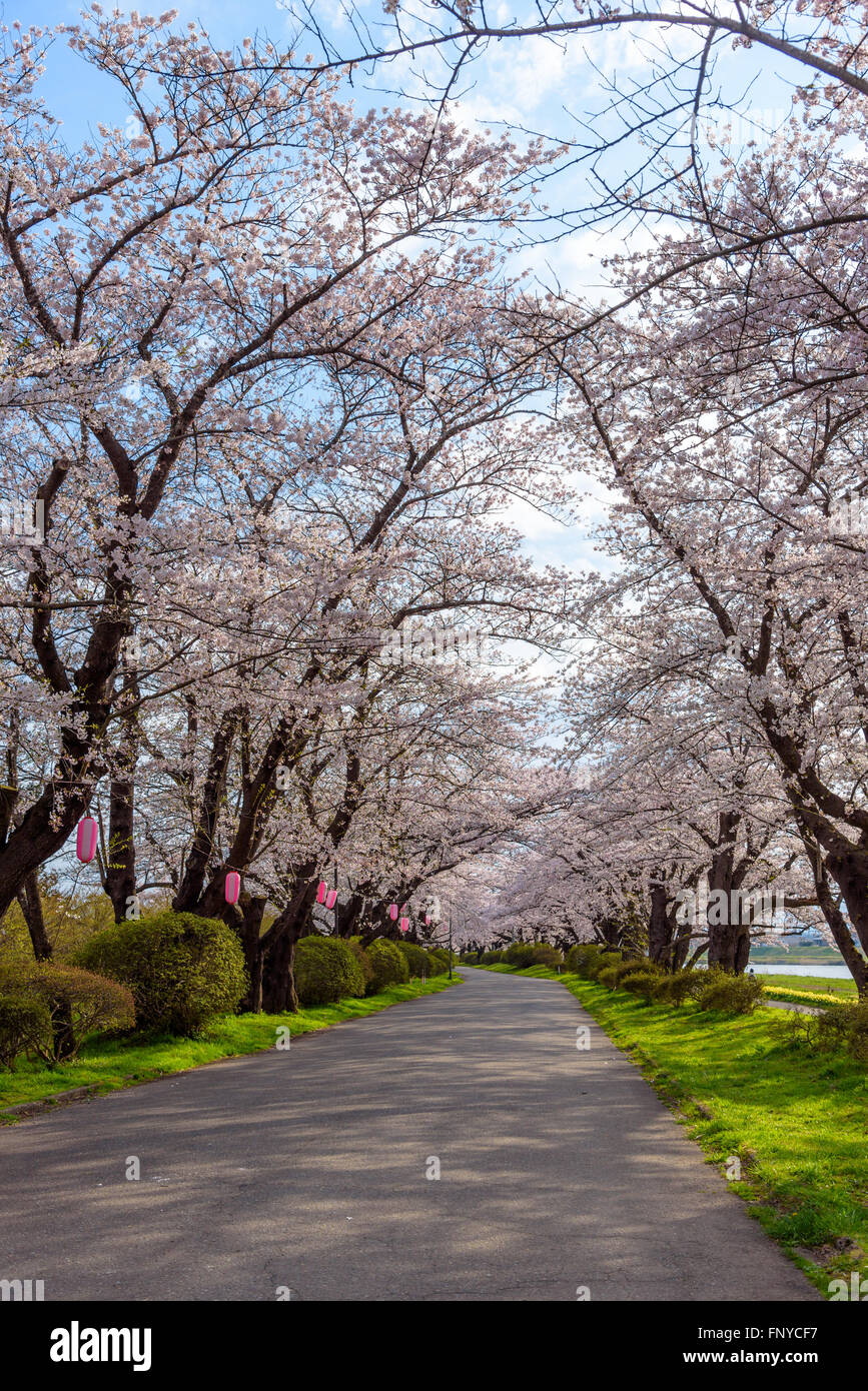 Path way of cherry blossoms in Kitakami,Japan Stock Photo - Alamy