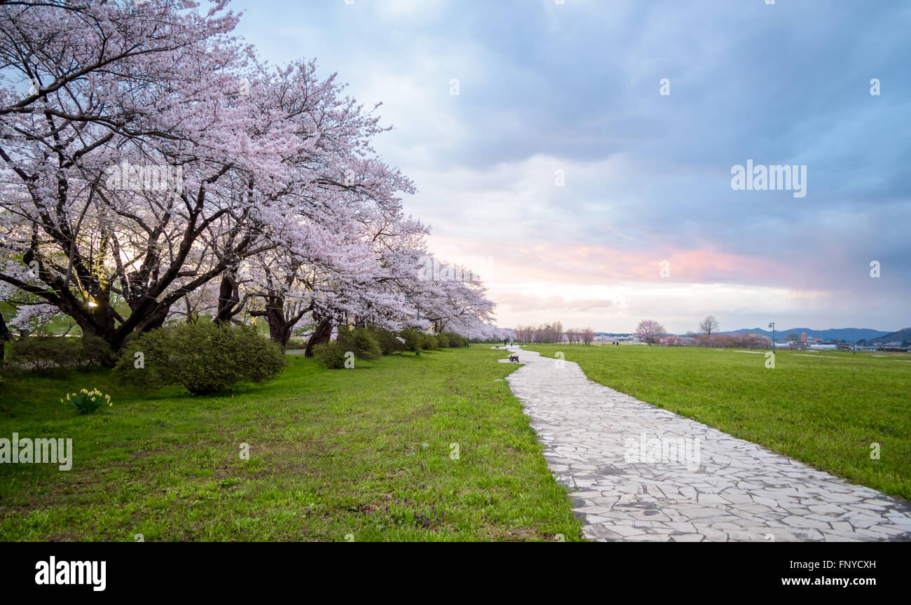 Path way of cherry blossoms in Kitakami,Japan Stock Photo - Alamy