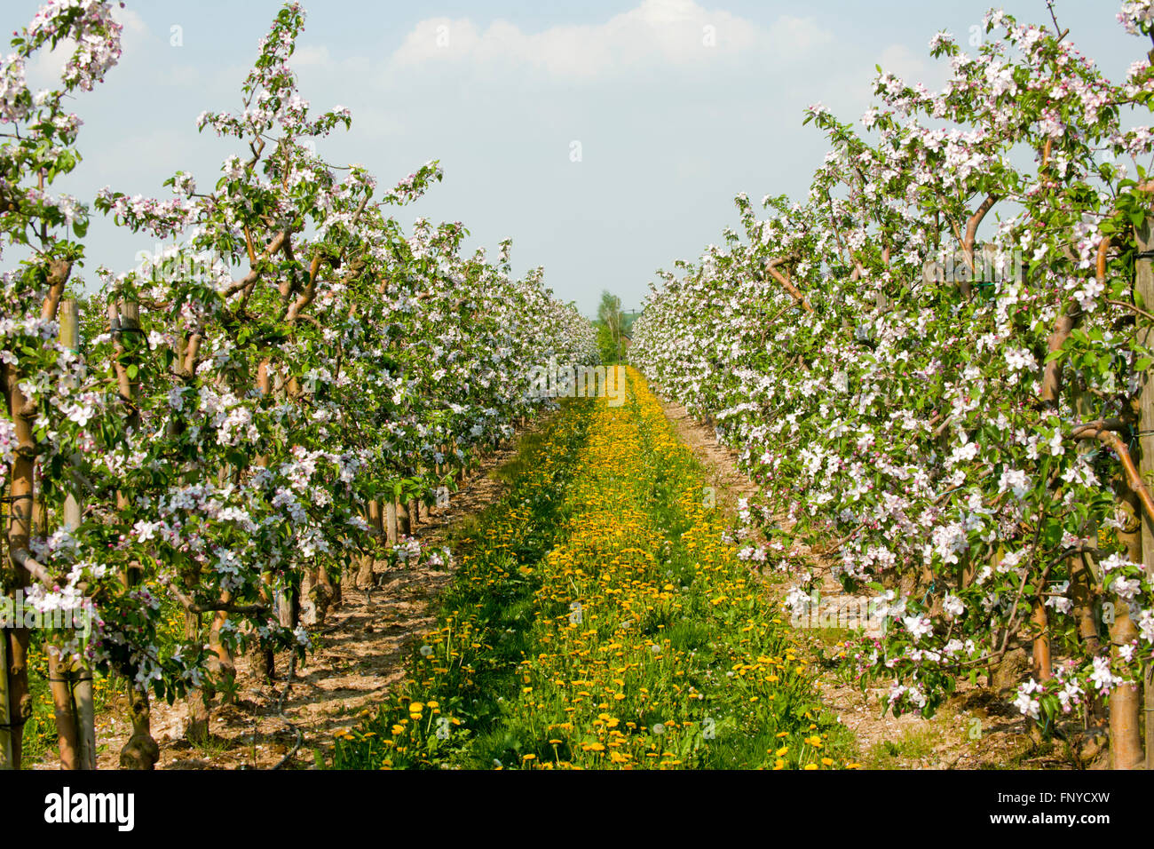 Obstplantage hi-res stock photography and images - Alamy
