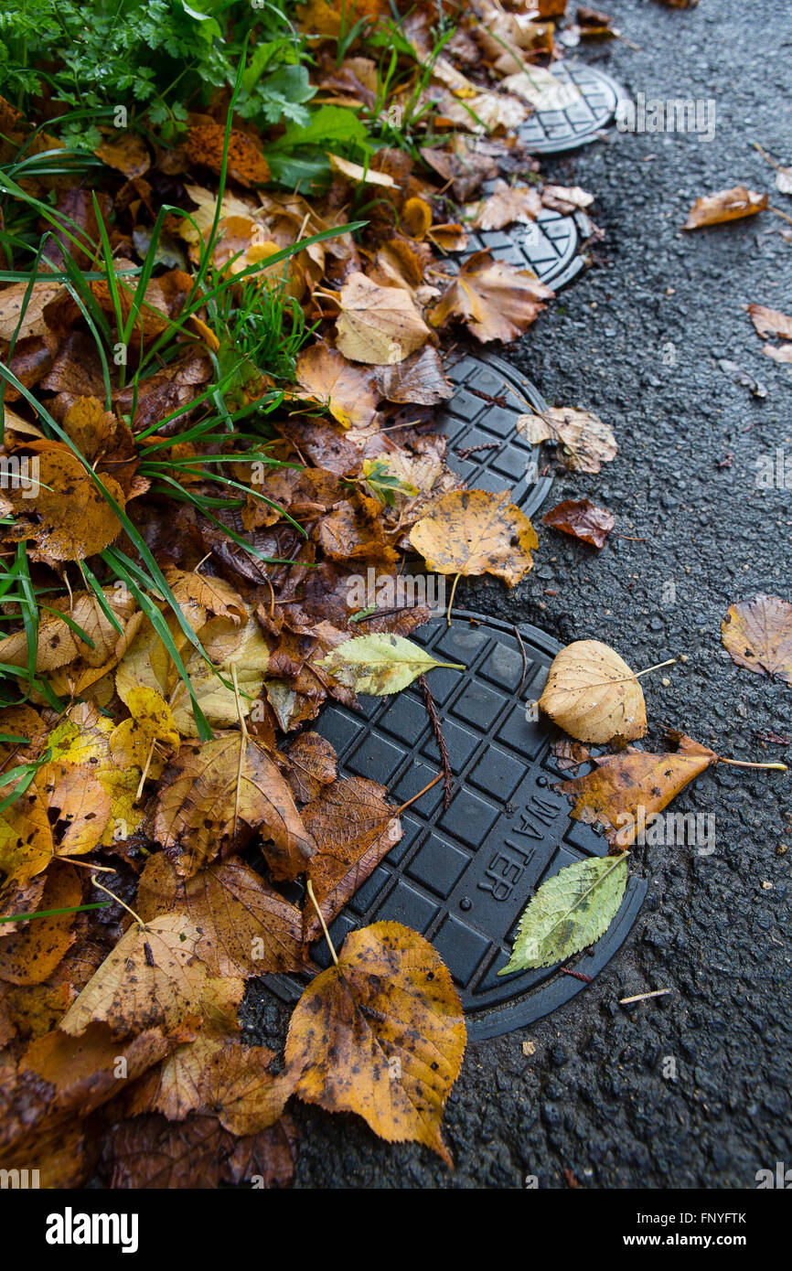 Dead autumn leaves lying on the road in the wet Stock Photo - Alamy