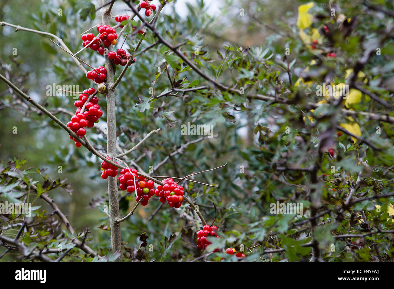 Autumn forest with dead trees, plants adn deep red berries twined ...