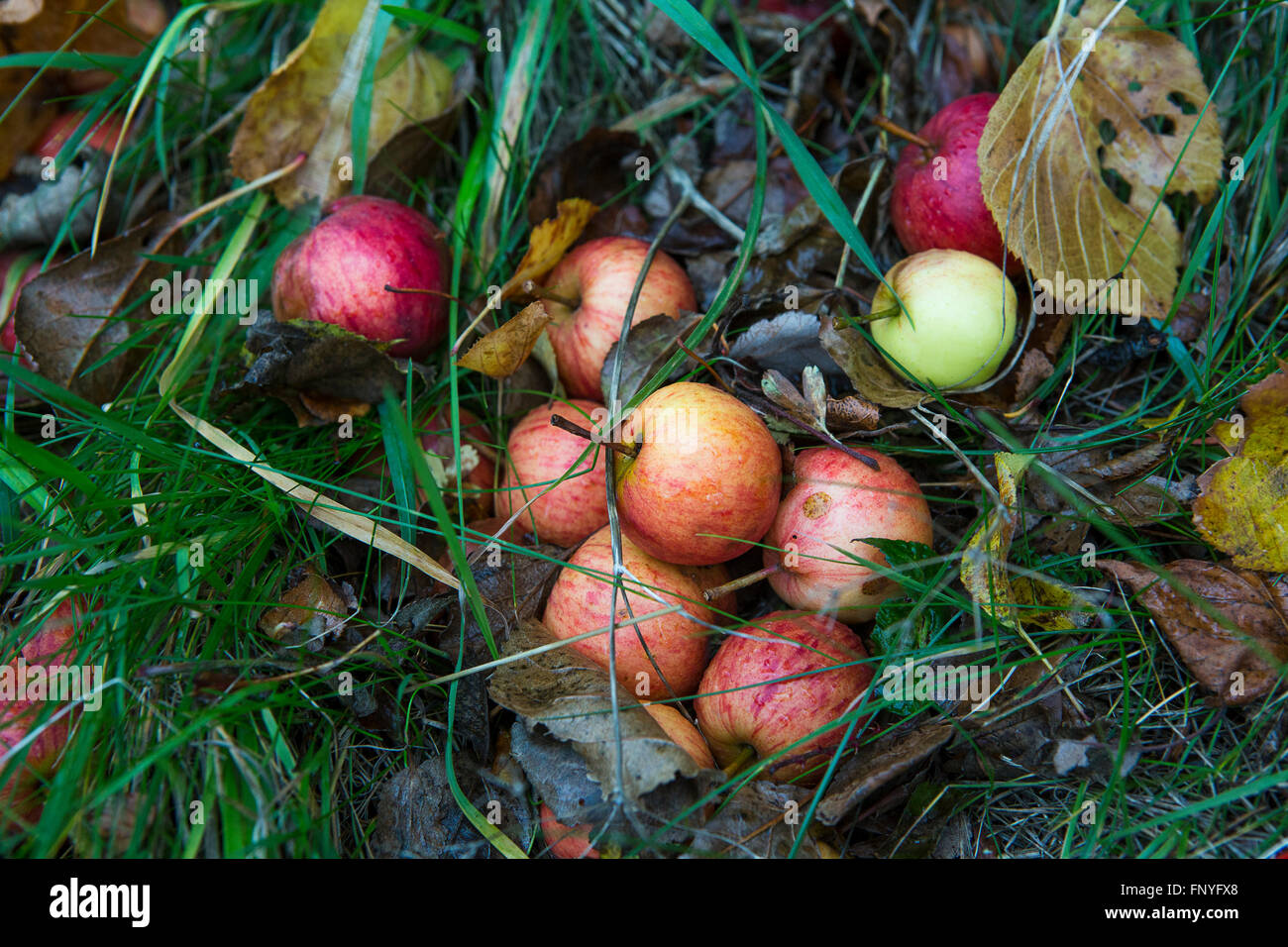 Autumn windfall apples lying in the grass going rotten and unused Stock ...