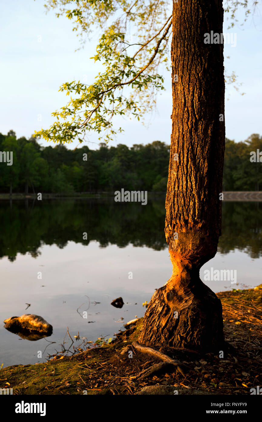 Beaver tree chew hi-res stock photography and images - Alamy