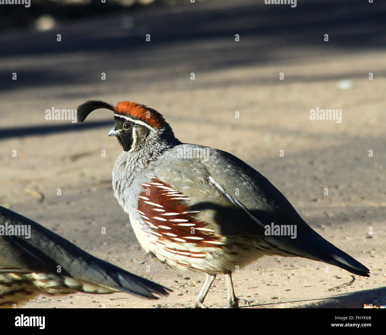 Quails face up close hi-res stock photography and images - Alamy
