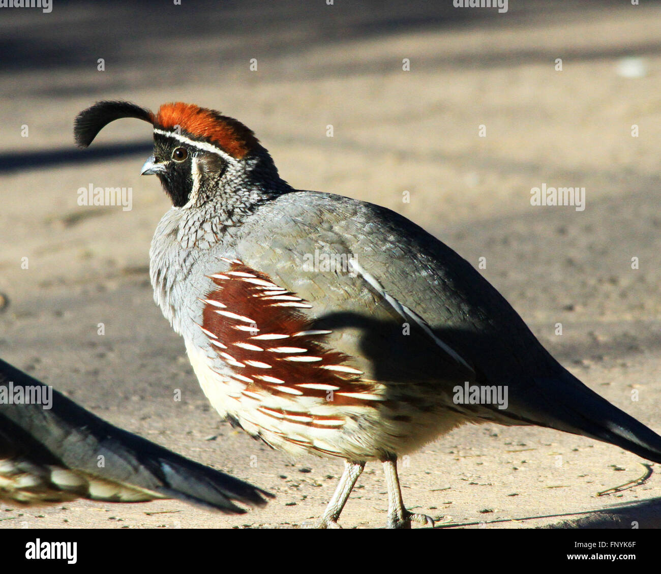 Quails running hi-res stock photography and images - Alamy