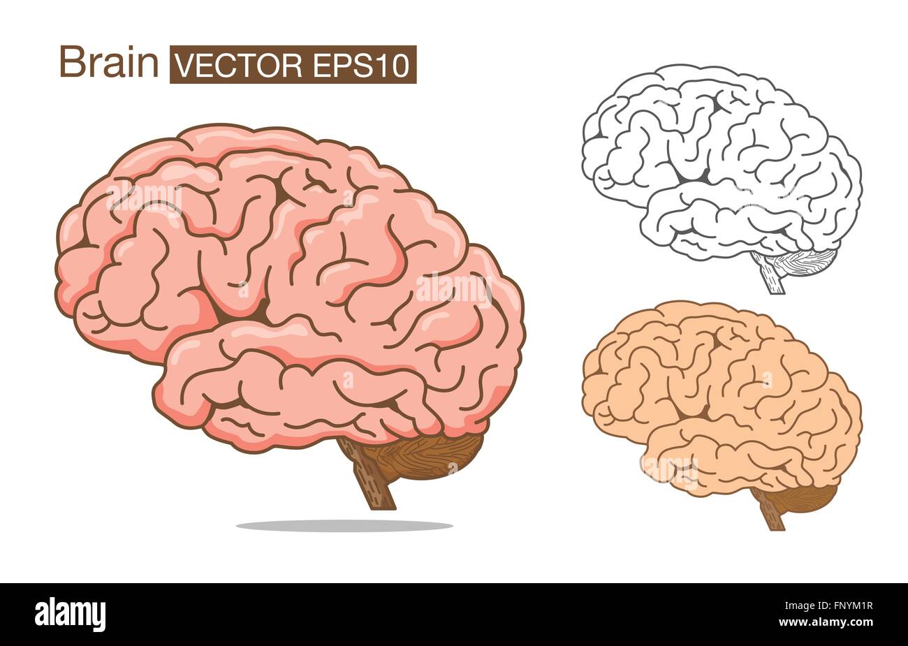 Brain vector outline and color on isolated Stock Vector Image & Art - Alamy