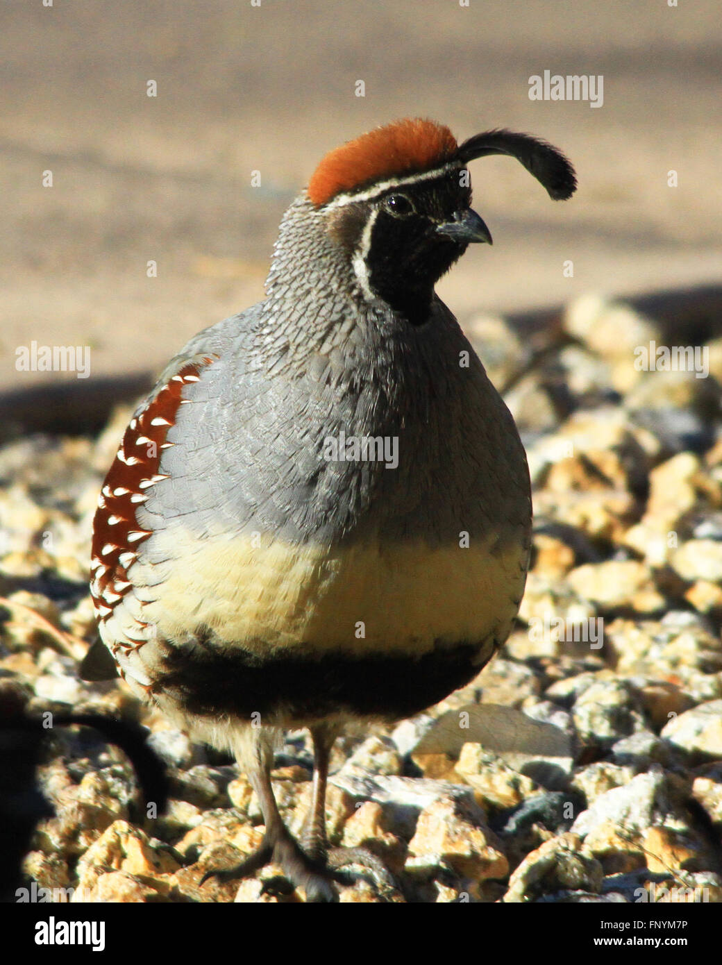 Gambel's quail running across the ground in Scottsdale, Arizona Stock ...