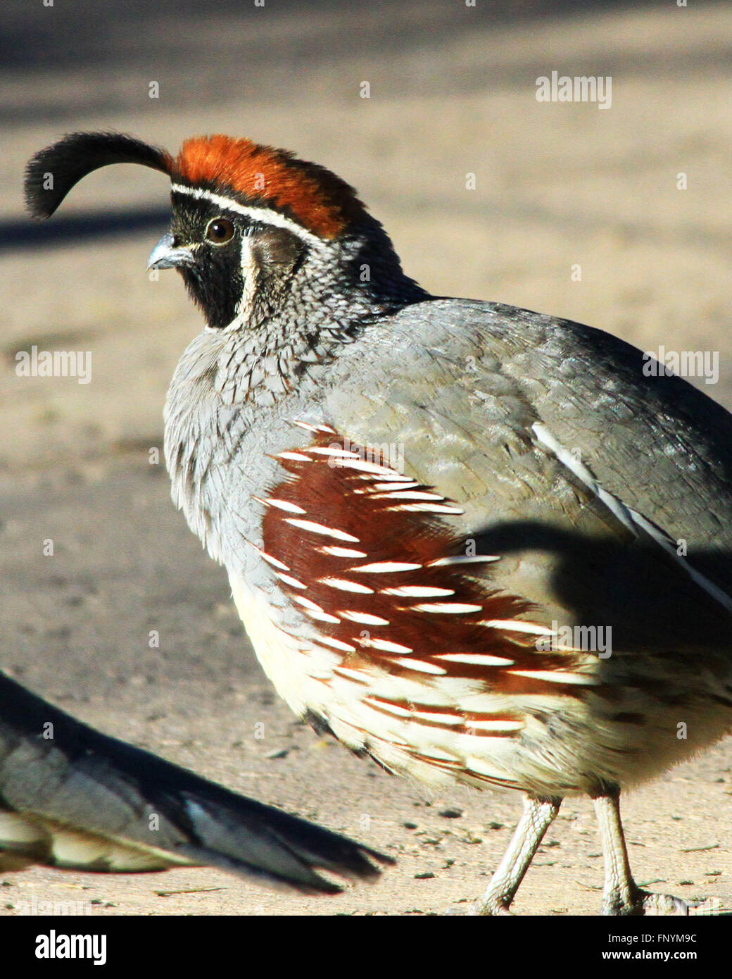 Gambel's quail running across the ground in Scottsdale, Arizona Stock ...