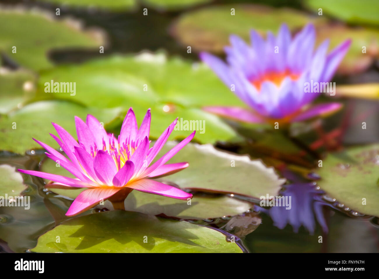 Waterlily hi-res stock photography and images - Alamy