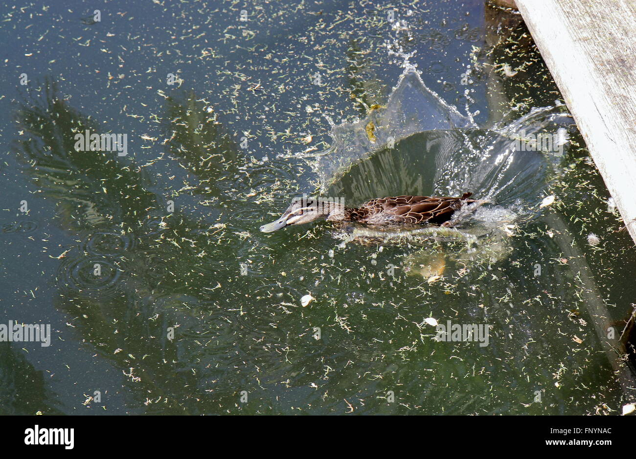 Female duck jumping into a pond in Perth Australia Stock Photo - Alamy
