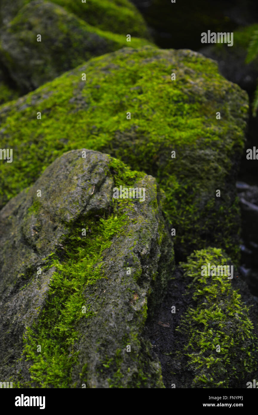 Moss on Rock Stock Photo - Alamy