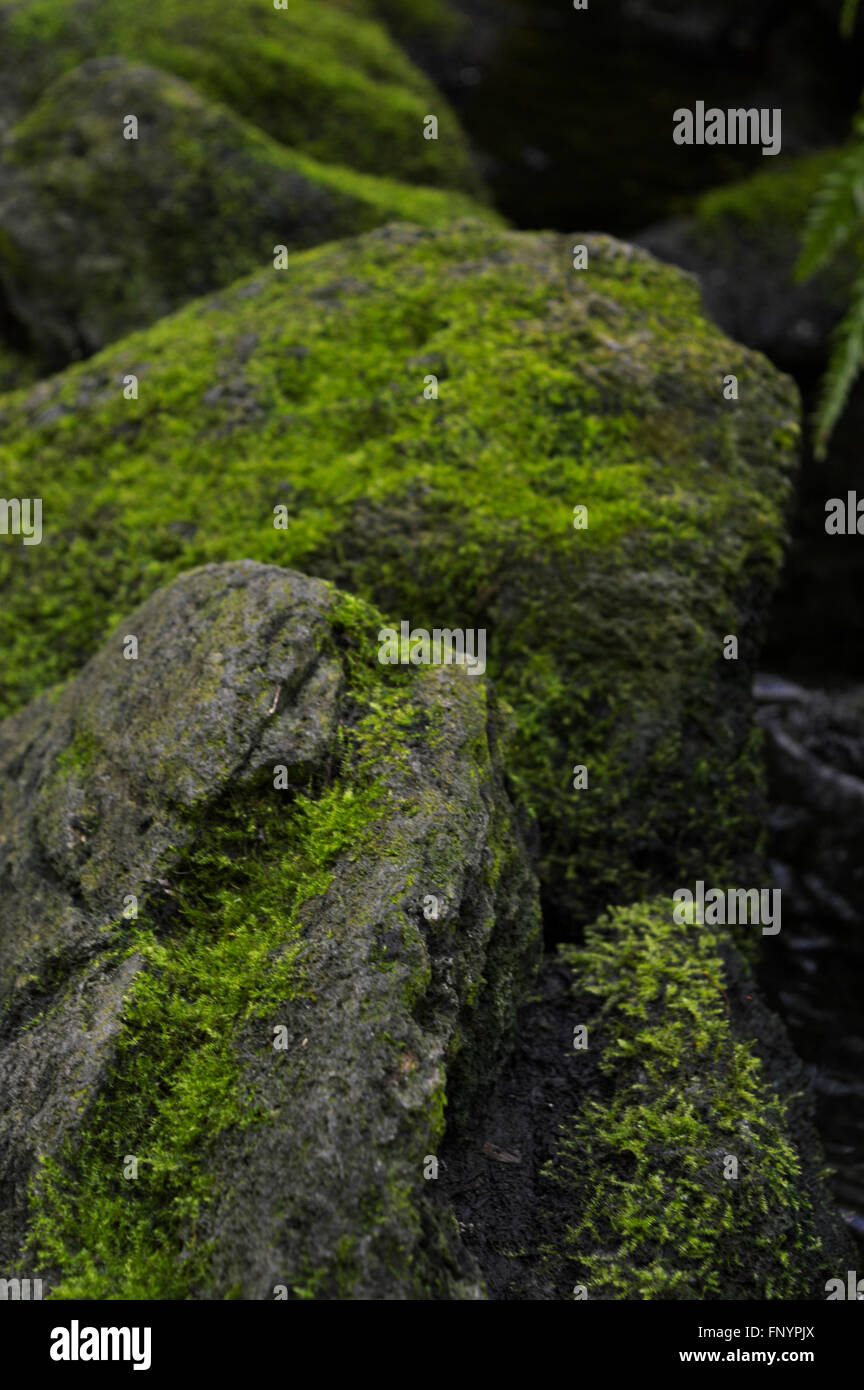 Moss on Rock Stock Photo - Alamy