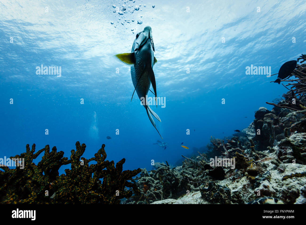 Angelfish swimming on coral reef Stock Photo - Alamy
