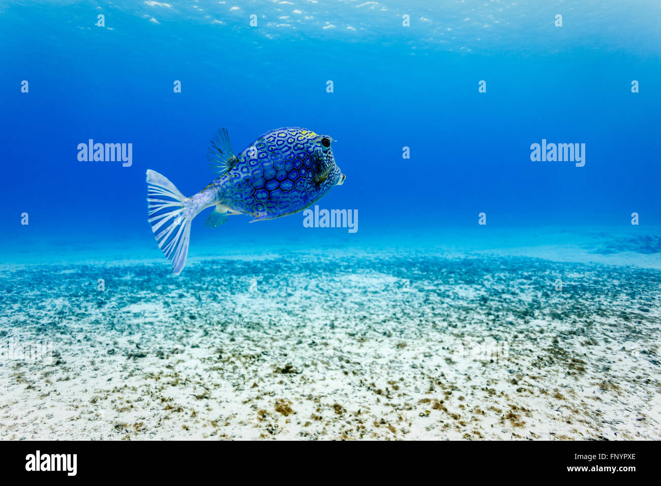 Clear cowfish hi-res stock photography and images - Alamy