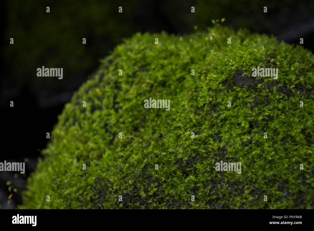 Moss on Rock Stock Photo - Alamy