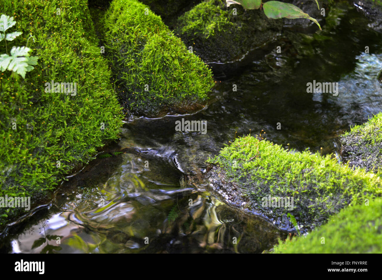 Moss on Rock Stock Photo - Alamy
