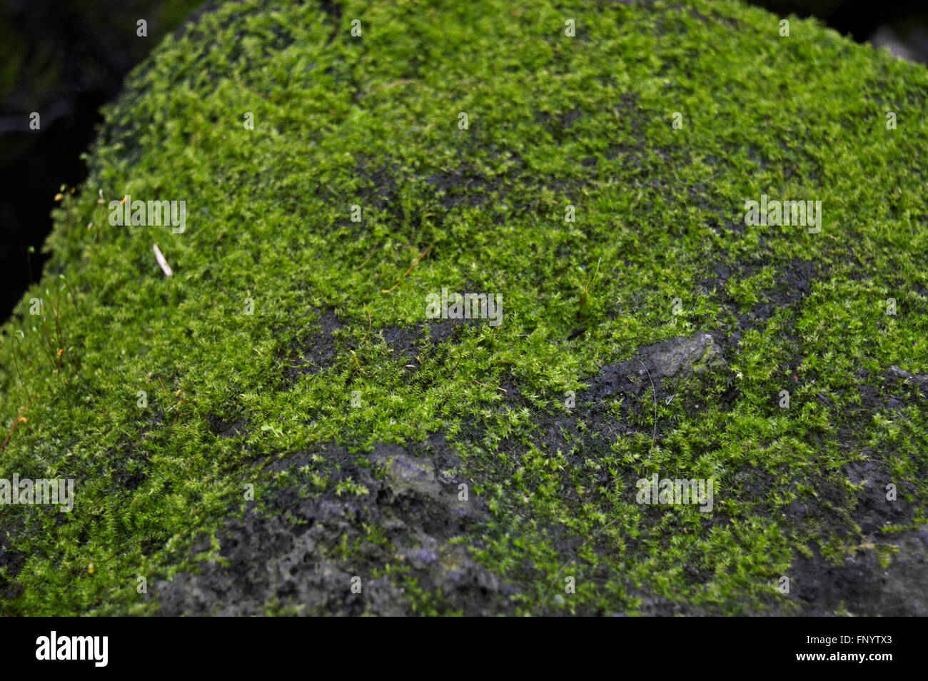 Moss on Rock Stock Photo - Alamy