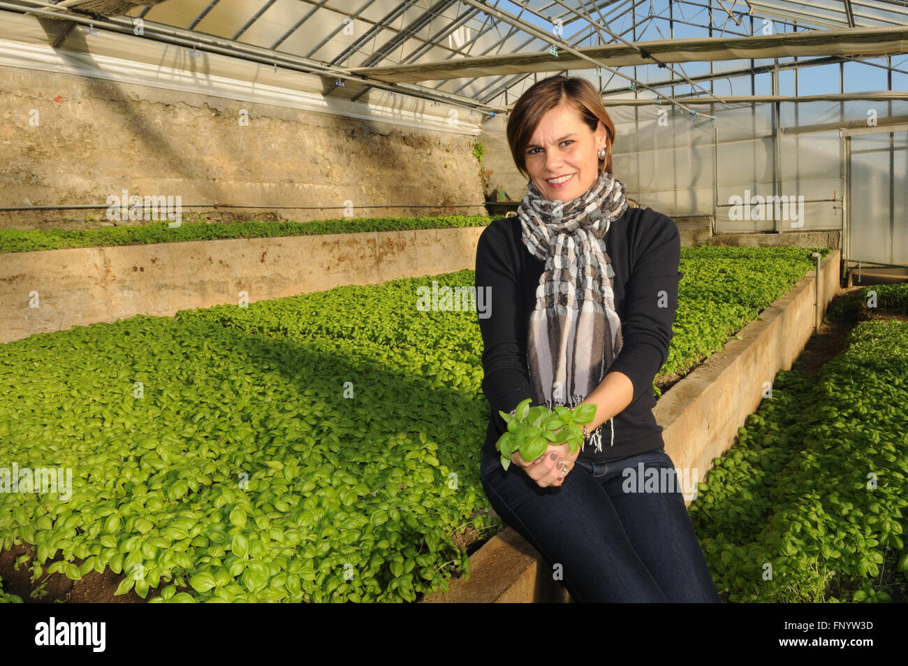 Traditional Ligurian basil growing in the greenhouse, Prà village ...
