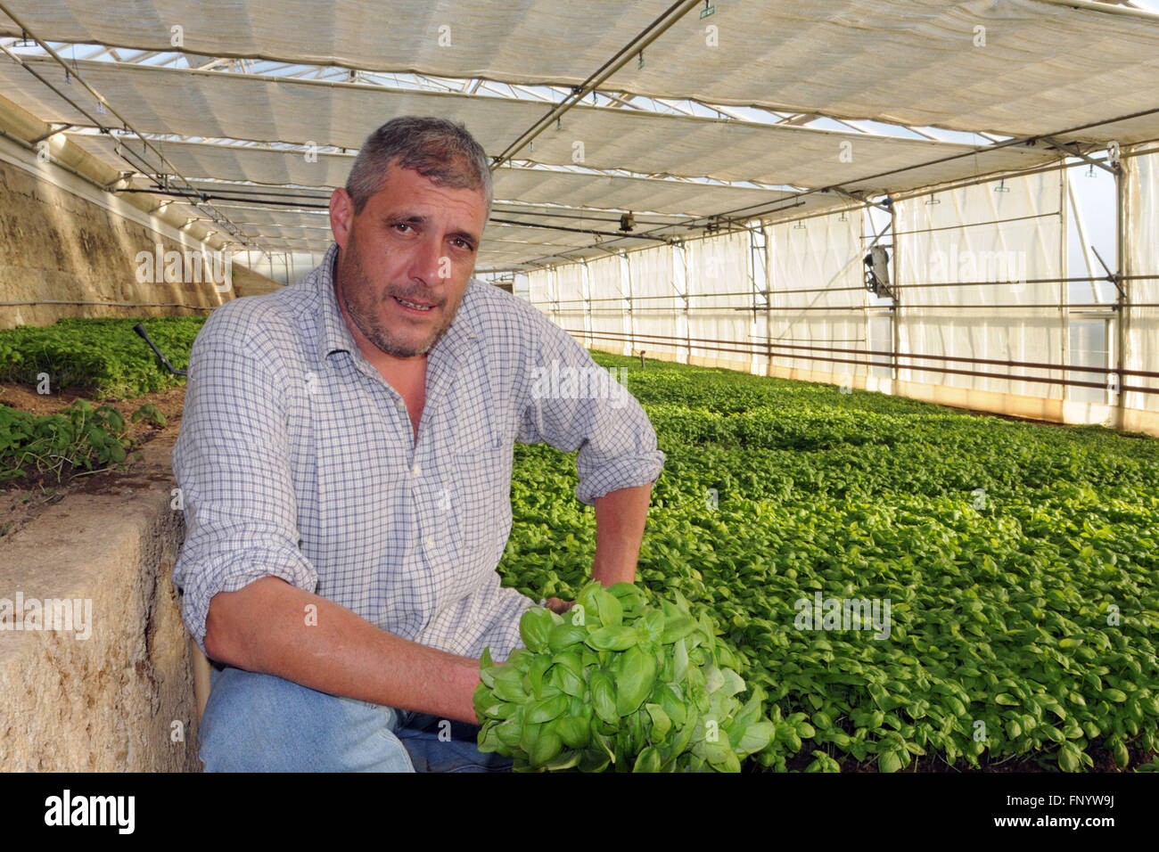 Basilicum vertical farming hi-res stock photography and images - Alamy