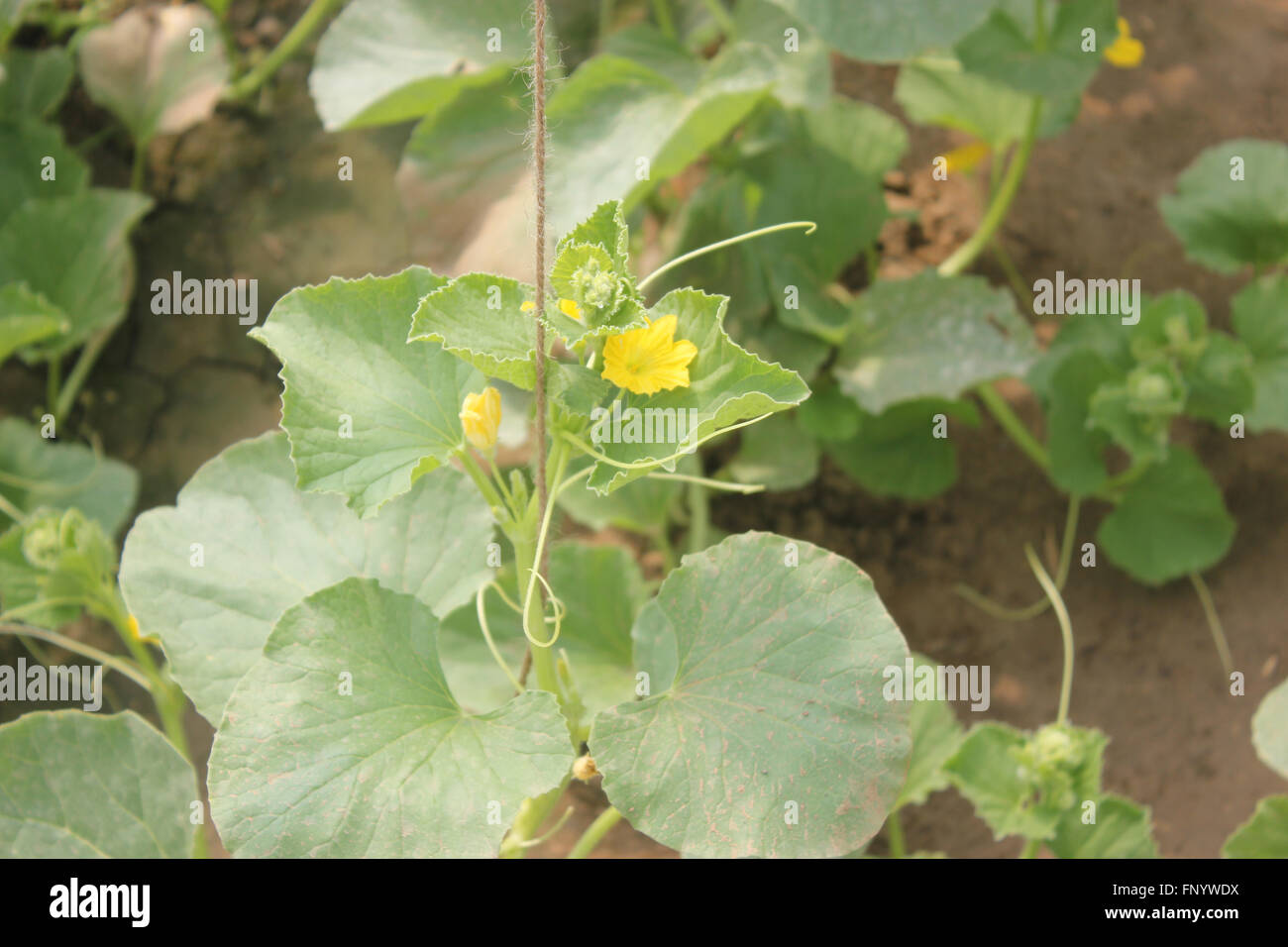 Armenian cucumber, Snake cucumber, Cucumis melo var. flexuosus, kakri ...