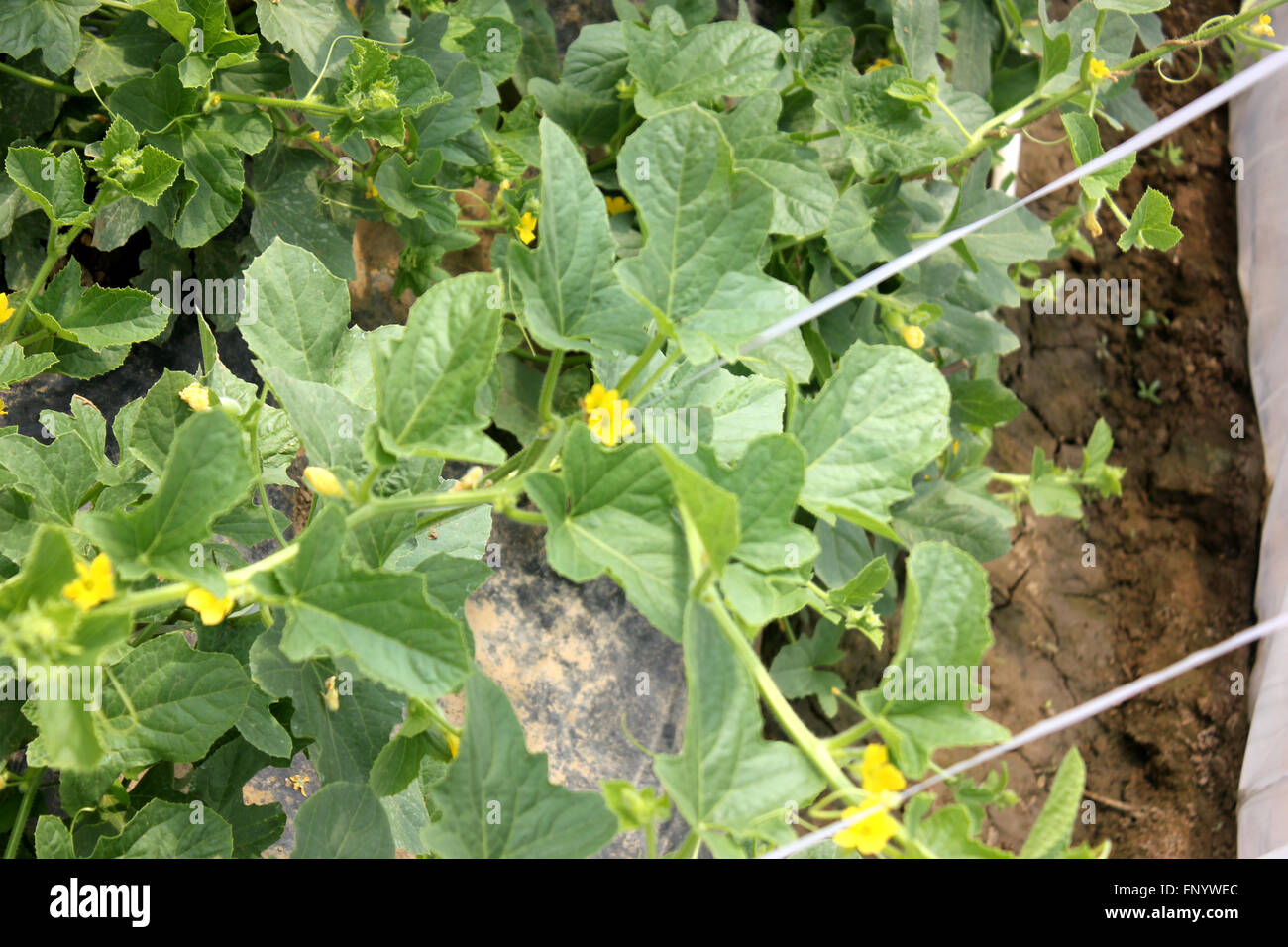Cucumis melo, Sarda melon, golden yellow melon on vine with tendrils ...
