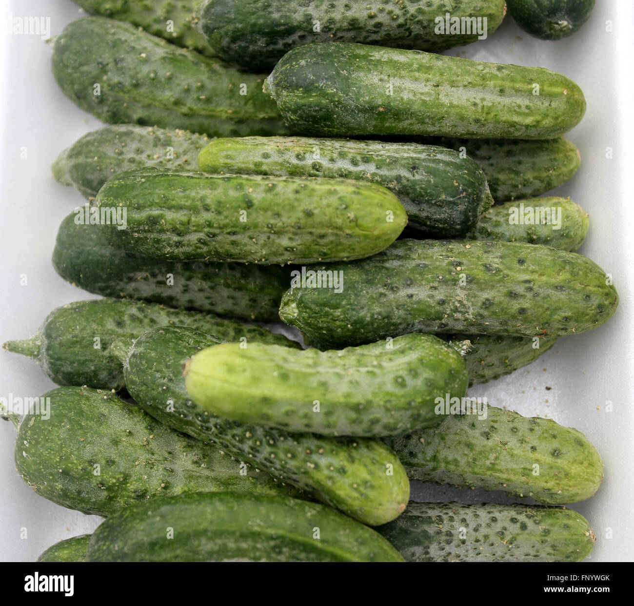 Gherkins DG-8, Cucumis sativus, family Cucurbitaceae, small sized ...