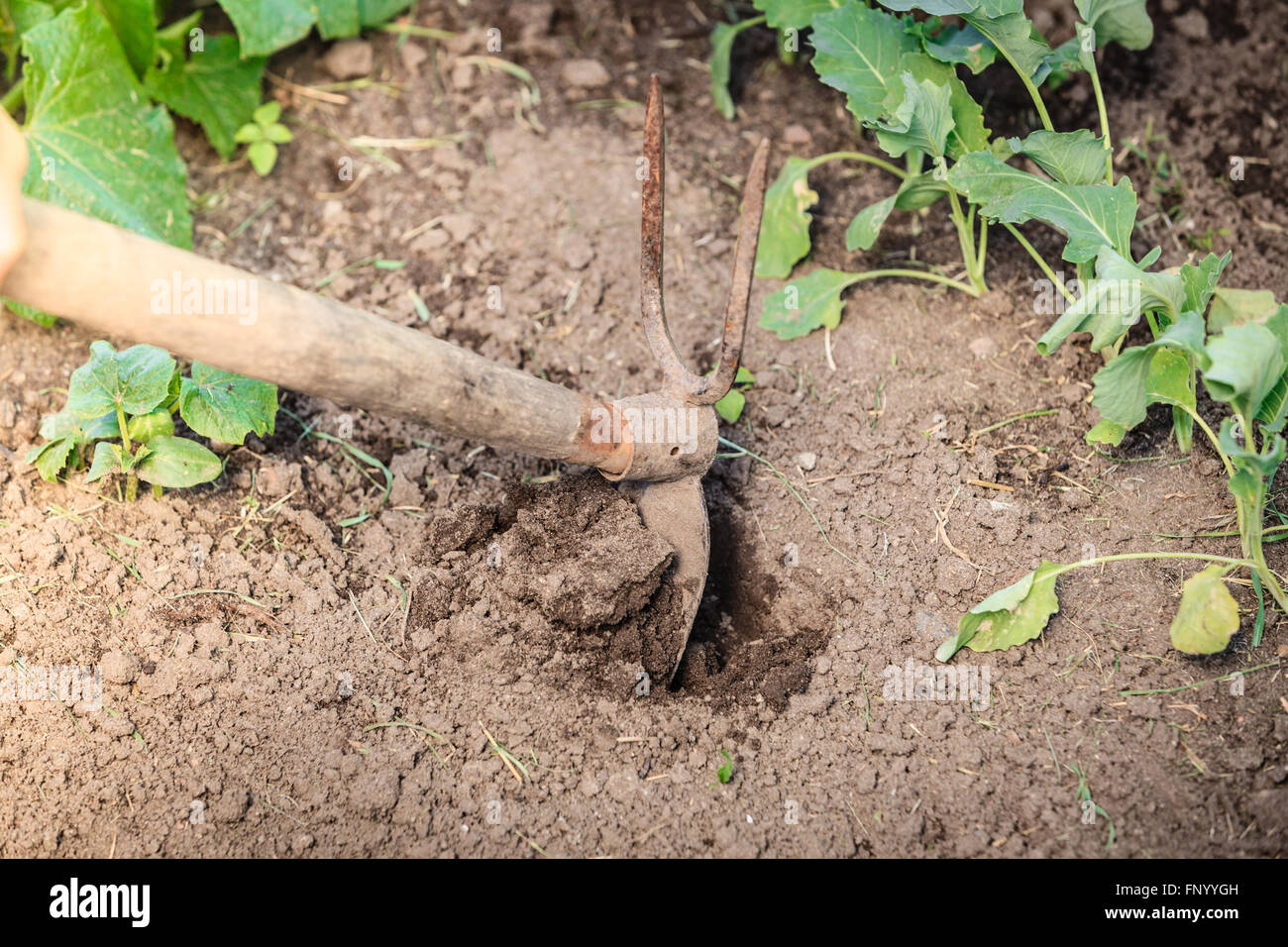 Summer work in the garden. Closeup woman replanting plant, female hands ...