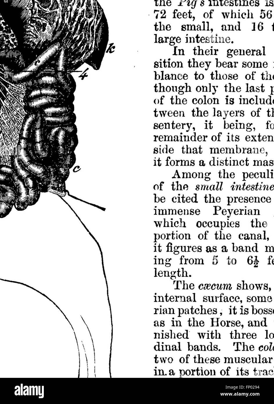 This 1873 text explores the comparative anatomy of domesticated animals ...