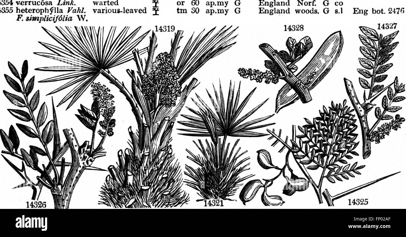 This encyclopedia of plants offers a comprehensive overview of various ...