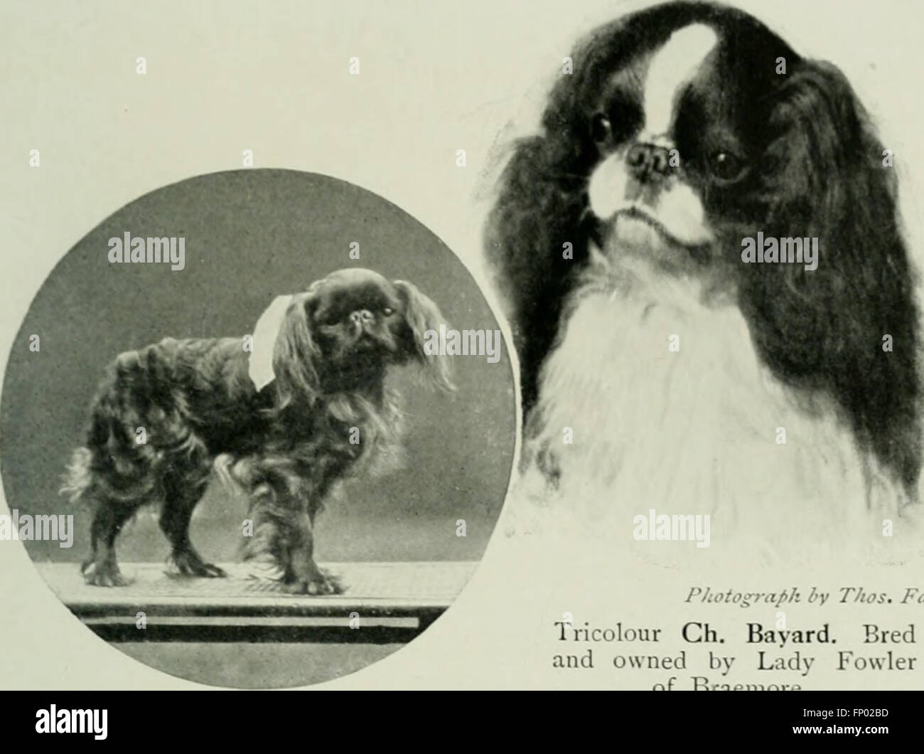 Published in 1922, this comprehensive book covers the history, care ...