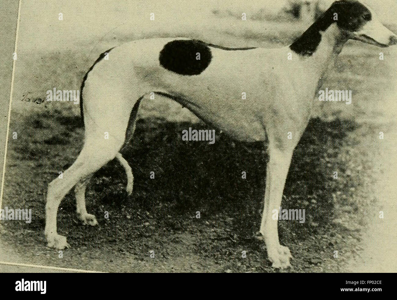 'The Complete Dog Book' (1921) is a comprehensive guide to dog breeds ...