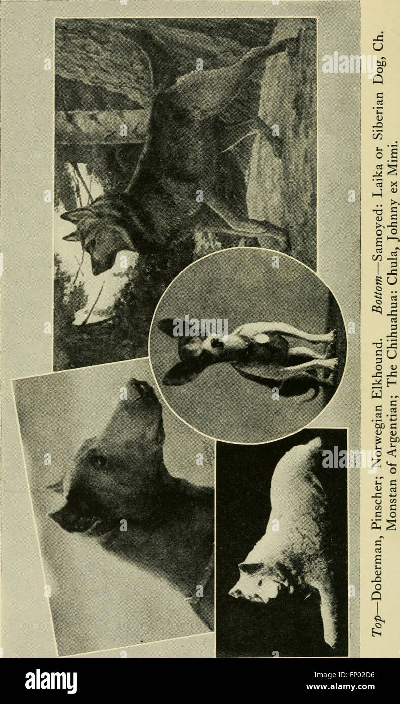 'The Complete Dog Book' (1921) provides an extensive guide to the care ...