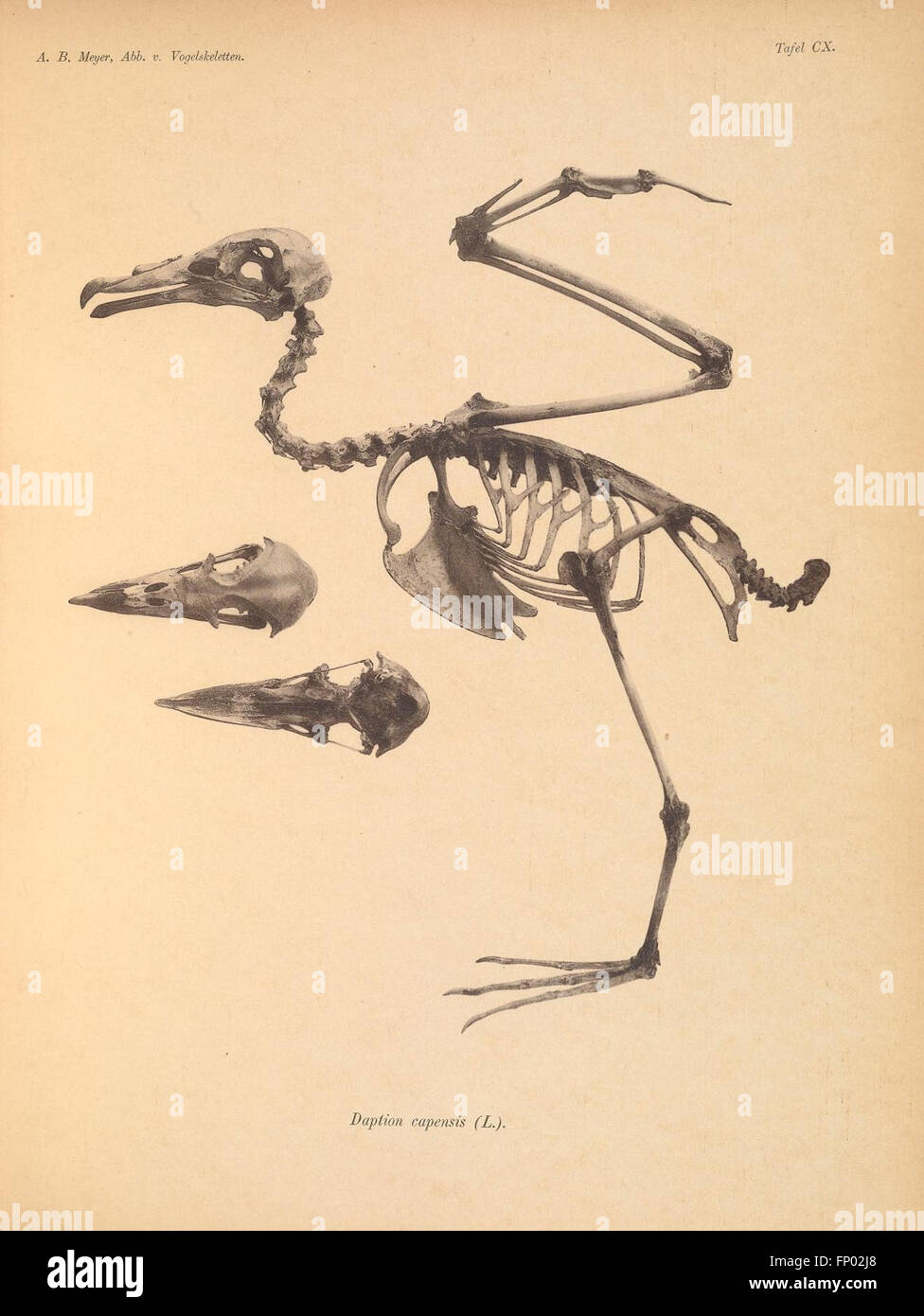 This work showcases detailed illustrations of bird skeletons ...