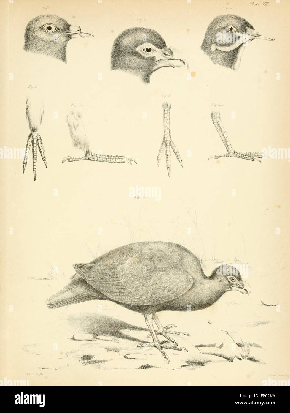 Dodo birds hi-res stock photography and images - Alamy