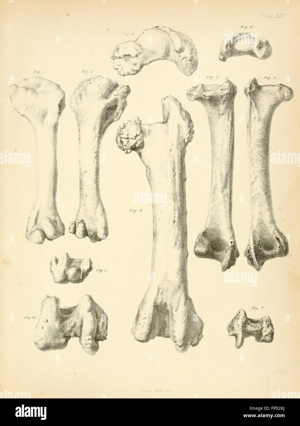 Plate XIV from *The Dodo and Its Kindred* illustrates the extinct dodo ...