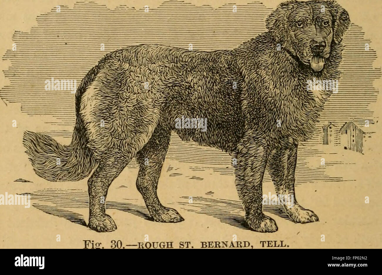 This 1879 book covers the breeding, training, and management of dogs in ...
