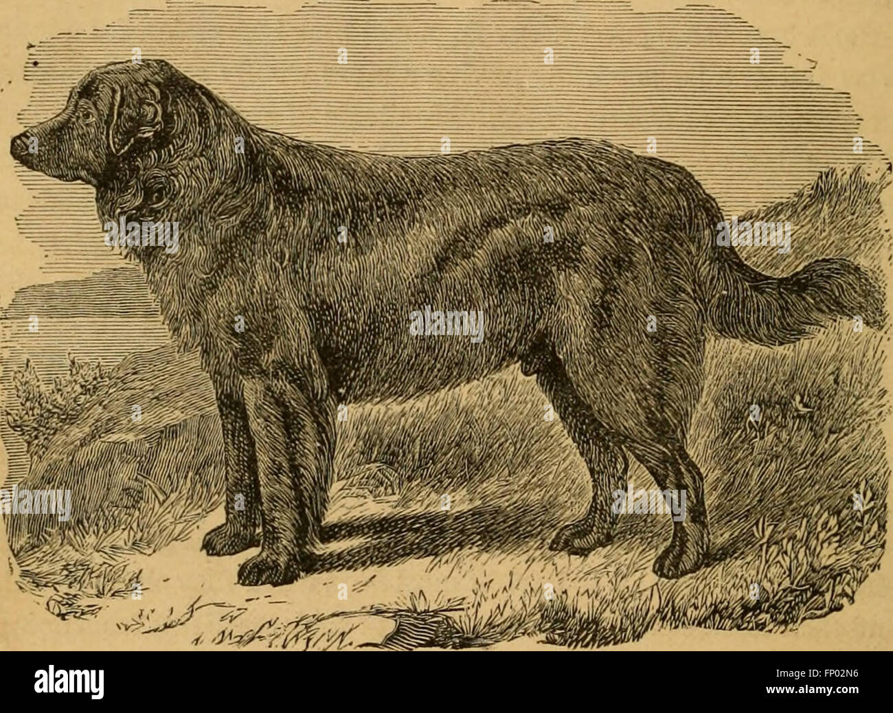 This 1879 work offers a comprehensive guide to the breeding, training ...