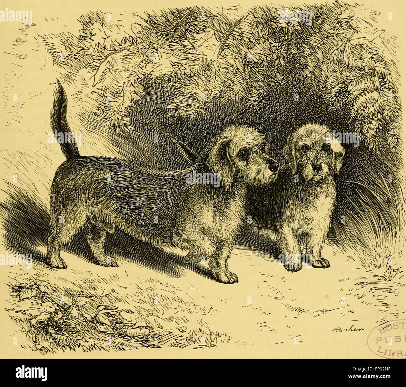 The dogs of the British Islands, being a series of articles on the ...