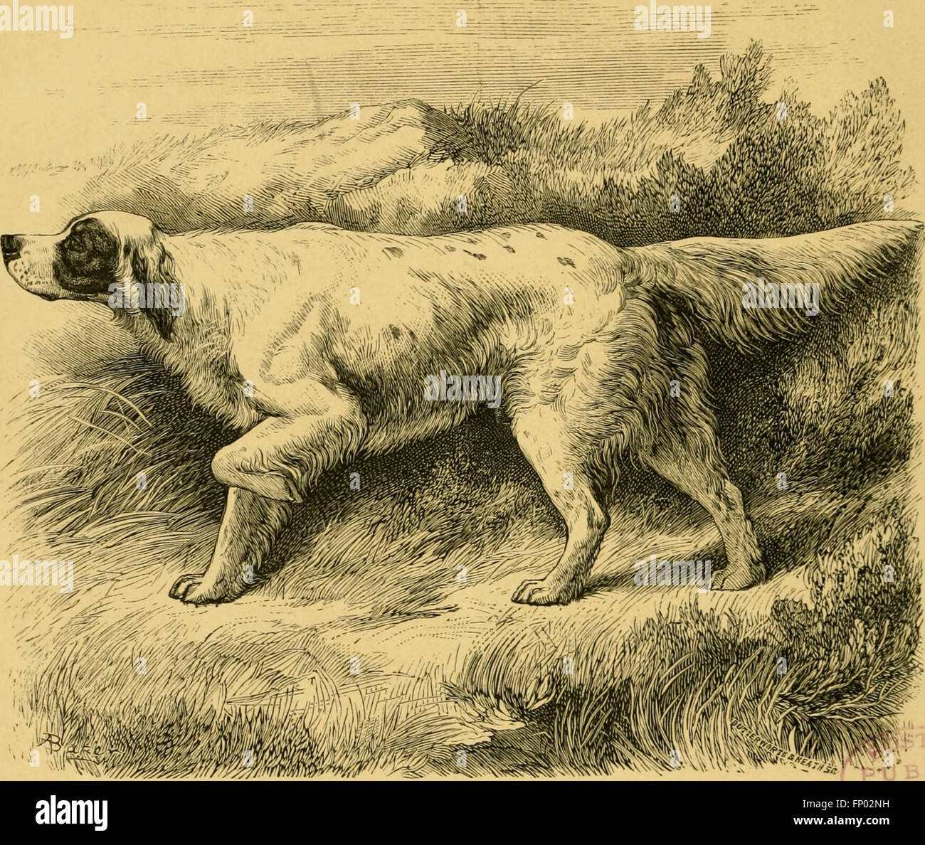 This 1878 publication provides an in-depth look at the dog breeds of ...