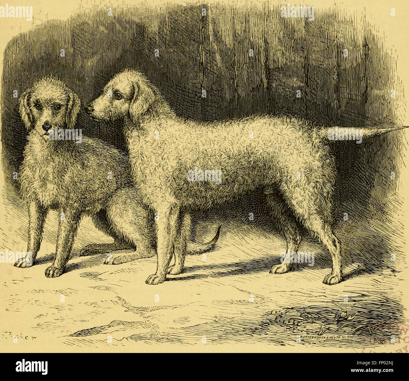 This 1878 work focuses on the various dog breeds in the British Isles ...