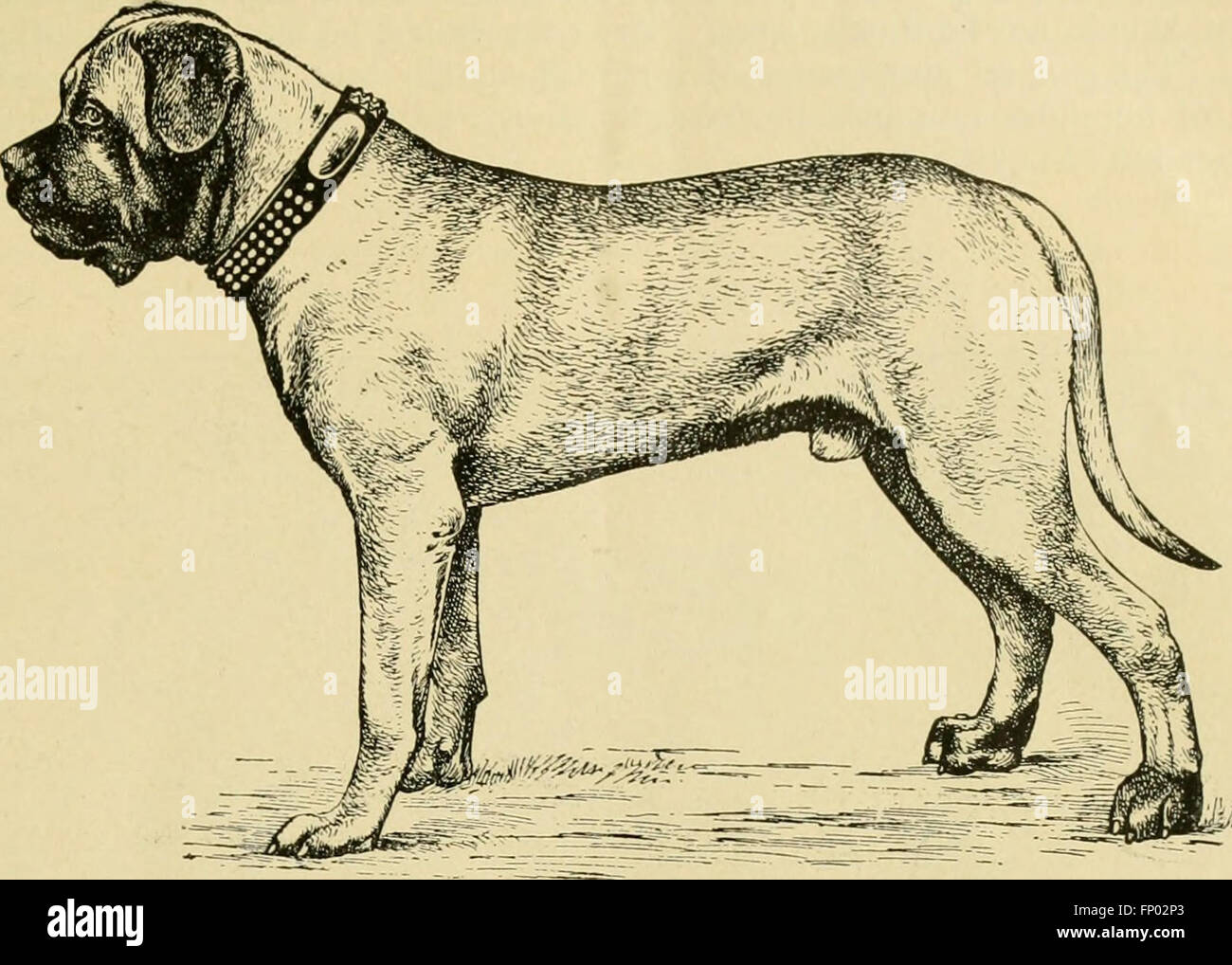 This guide provides detailed information on breeding, training, and ...