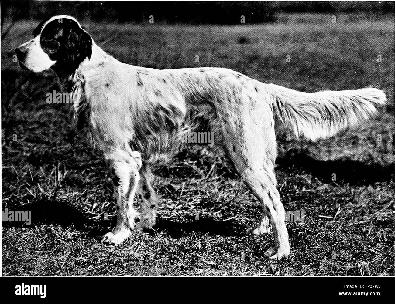 This 1906 guide provides a popular history of dogs, including care and ...