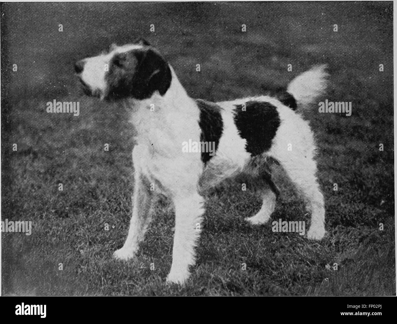 The Dog Book, published in 1906, provides a detailed history of the dog ...