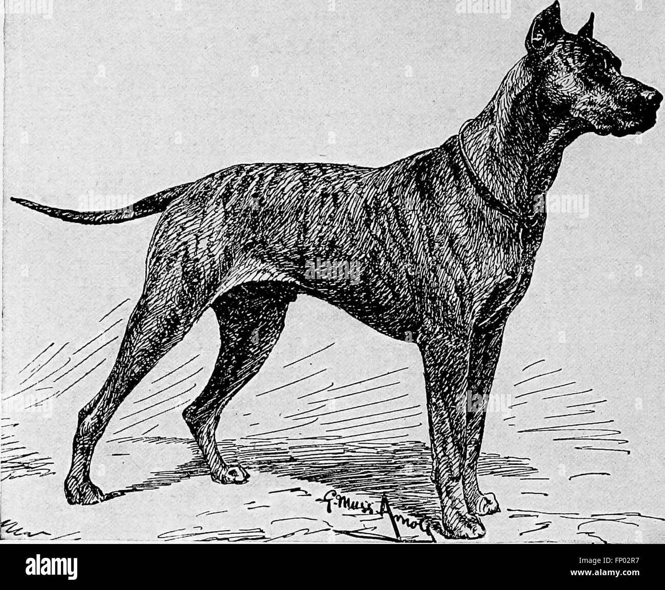 This 1906 book provides a comprehensive history of dogs, offering ...