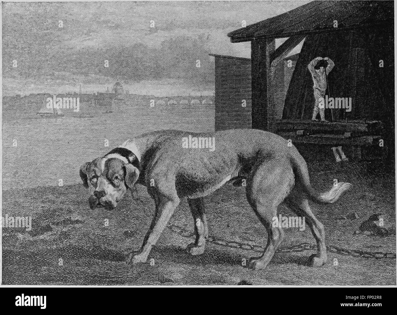 This 1906 book provides a detailed history of the dog, along with ...