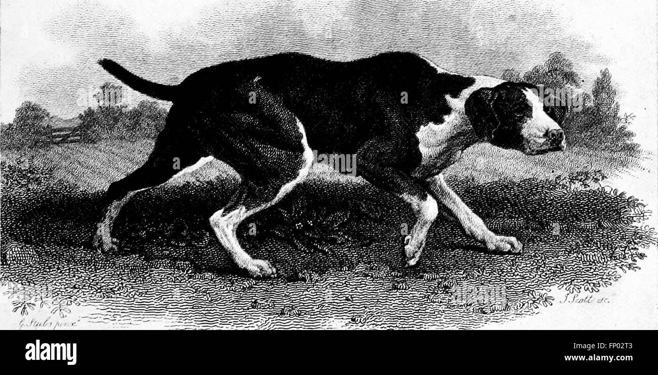 This 1906 book provides a comprehensive history of dogs, including ...